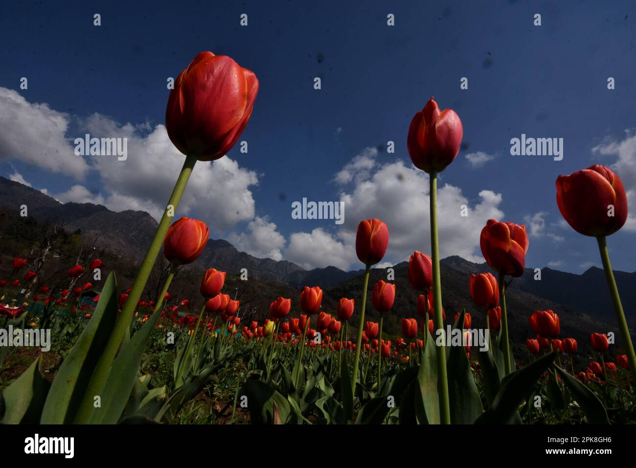 April 6, 2023, Srinagar, Jammu and Kashmir, India: Tulip flowers are ...