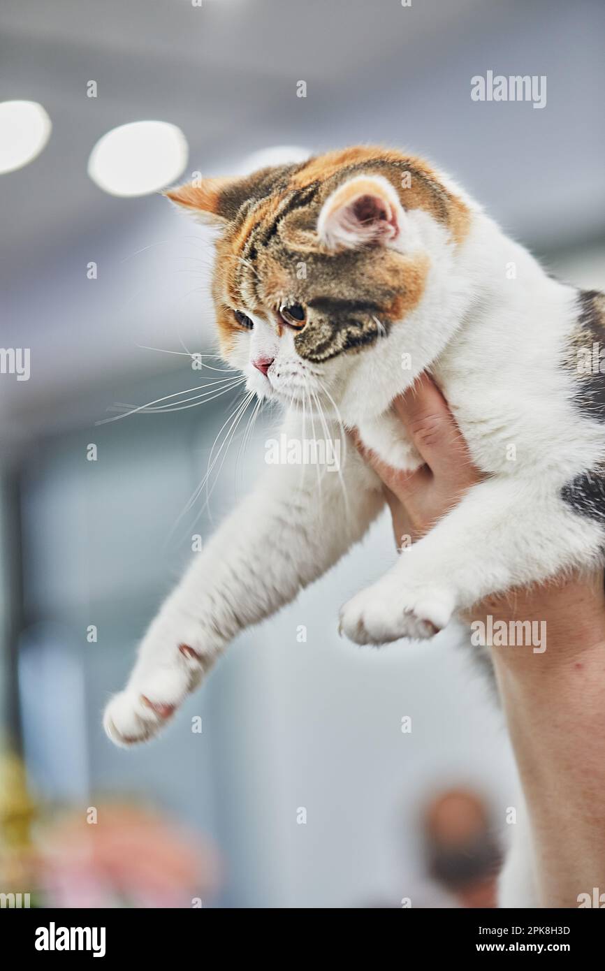 Scottish straight cat tricolor. Scottish Straight can be great friend ...