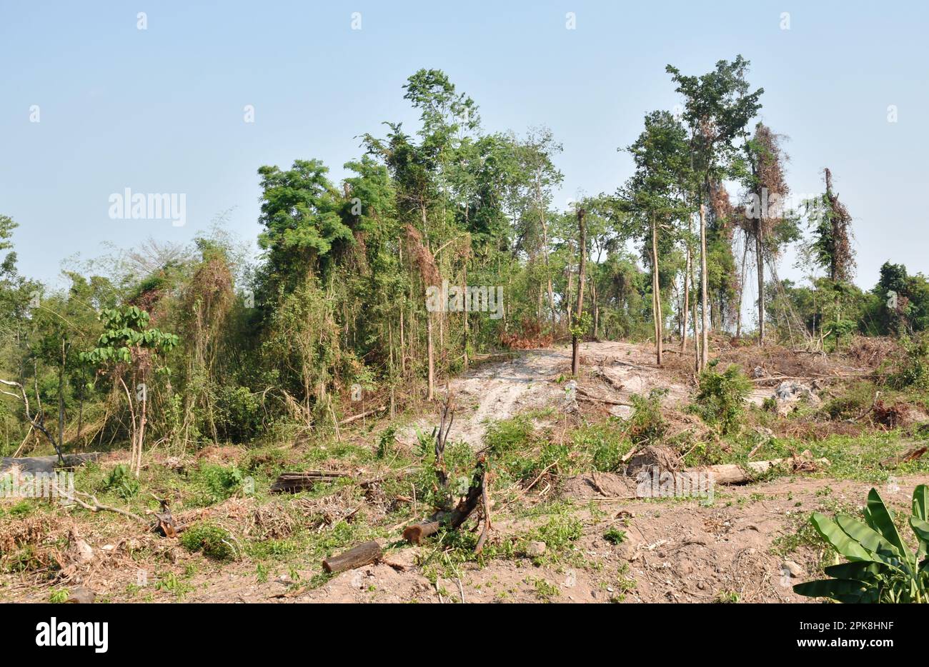 timber and wood cutting on ground deforestation problem of the world ...