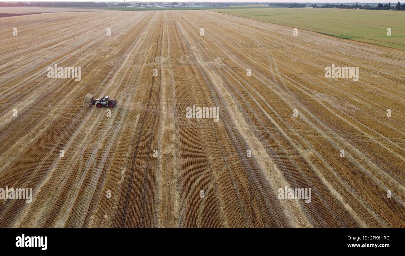 Cleaning straw stacks in field after harvest. Tractor gathering stacks ...