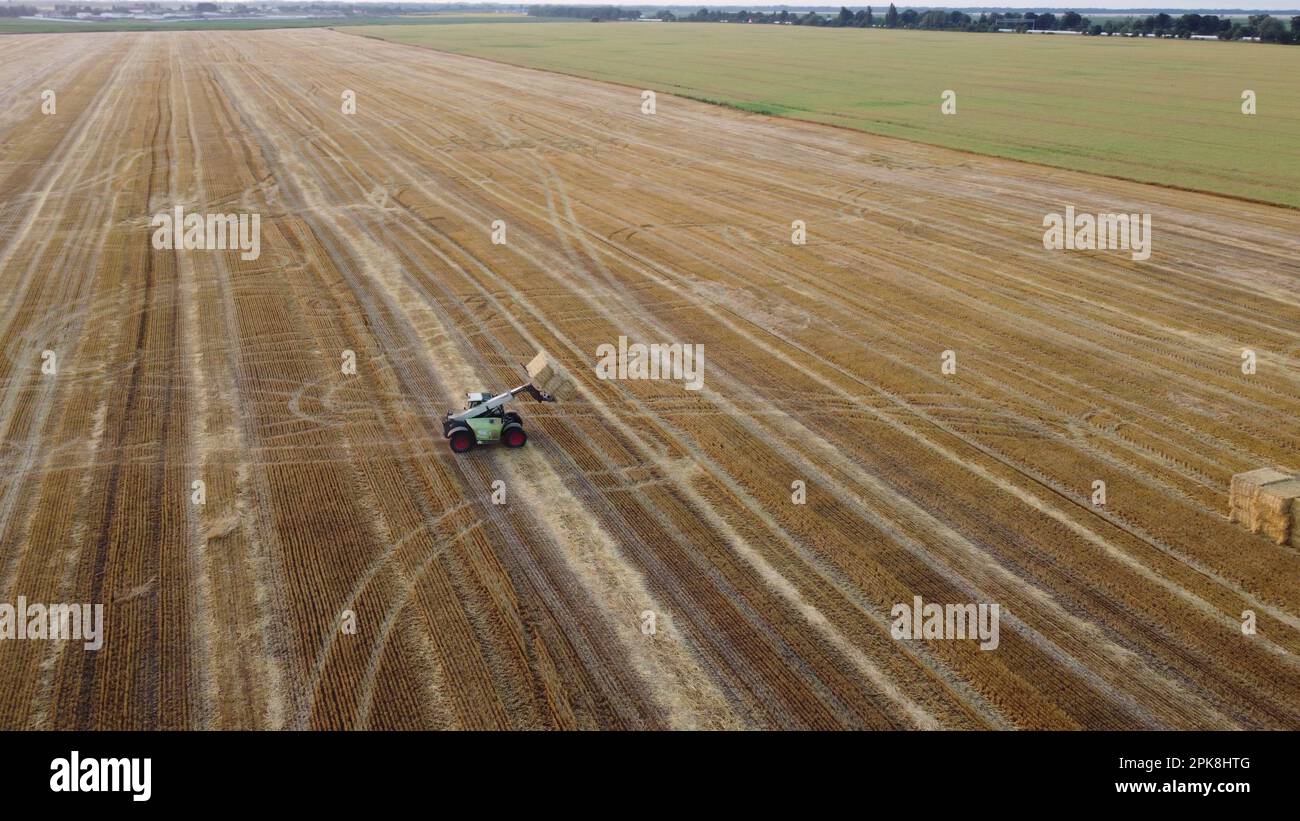Cleaning straw stacks in field after harvest. Tractor gathering stacks ...