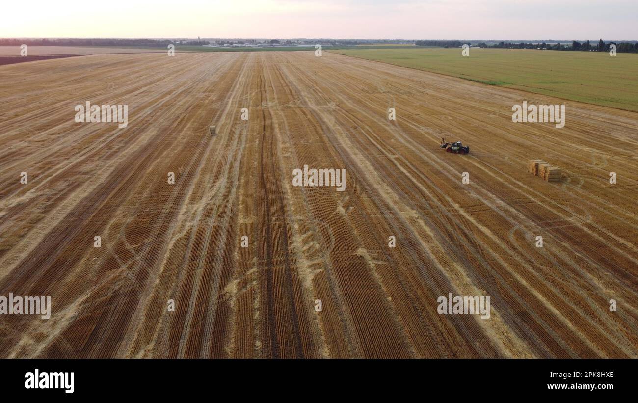 Cleaning straw stacks in field after harvest. Tractor gathering stacks ...