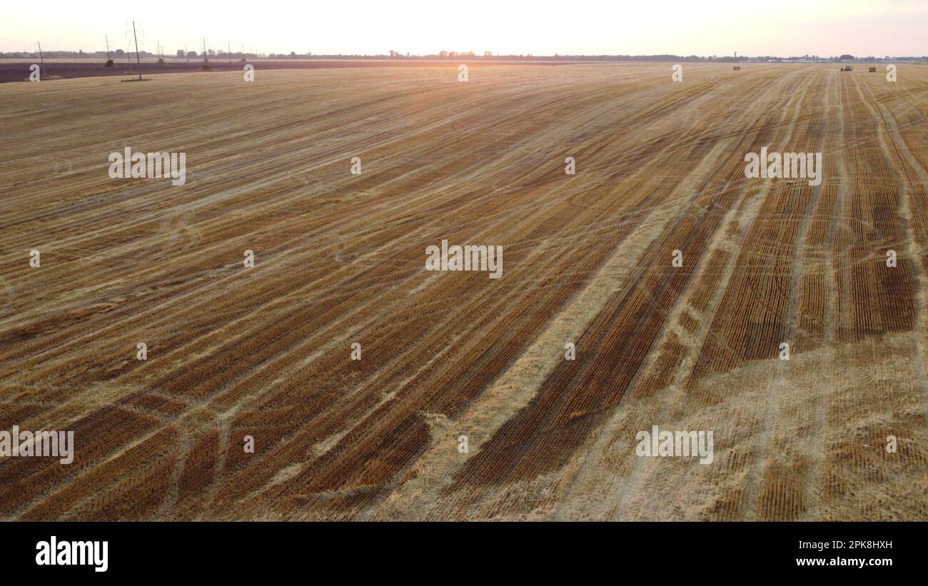 Flying over mowed stalks of wheat at sunset dawn in summer. Straw ...