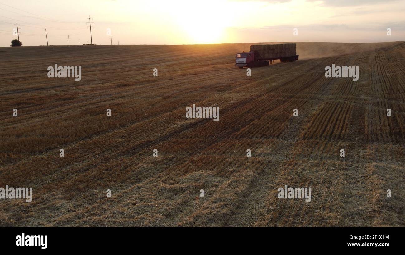 Transportation of haystacks from field after harvest by truck during ...