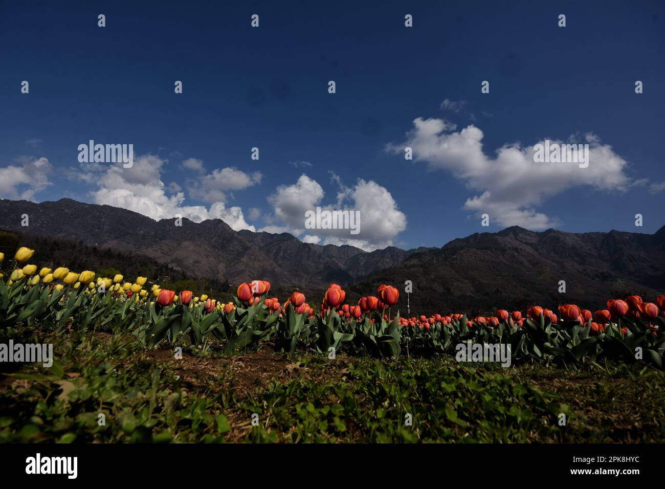 April 6, 2023, Srinagar, Jammu and Kashmir, India: Tulip flowers are ...