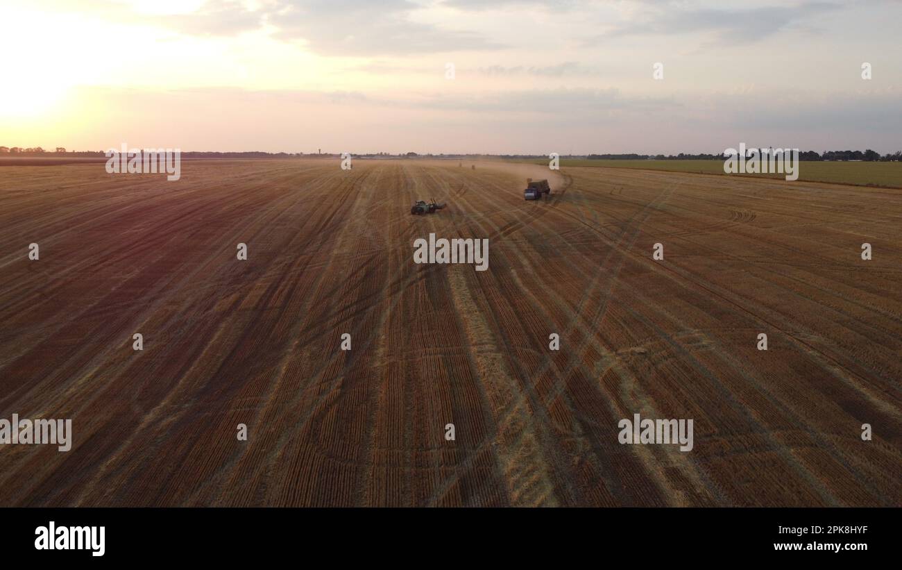 Collecting gathering stacks of straw in wheat after harvest field ...