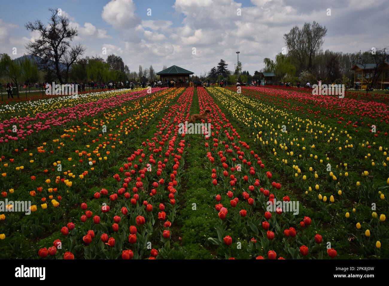 April 6, 2023, Srinagar, Jammu and Kashmir, India: Tulip flowers are ...
