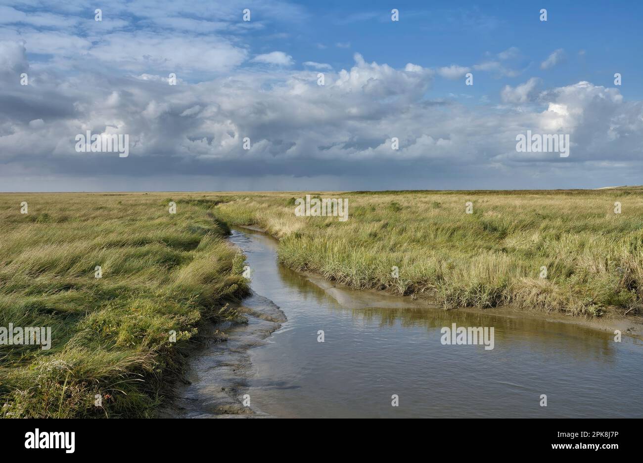 Salt Marsh at North Sea in North Frisia ,Eiderstedt Peninsula close to ...