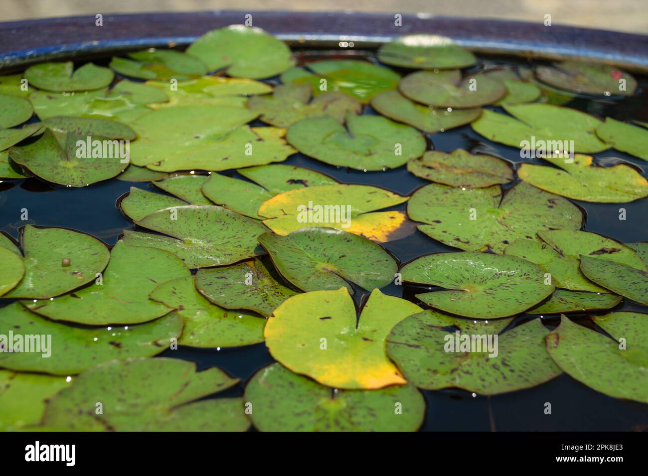 Lotto flower hi-res stock photography and images - Alamy