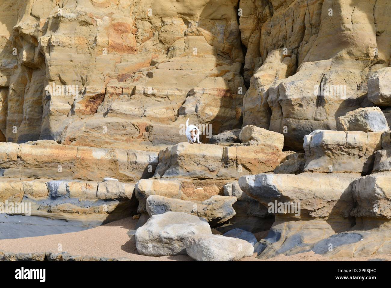 A Jack Russell dog standing on some rocks and looking down over the ...