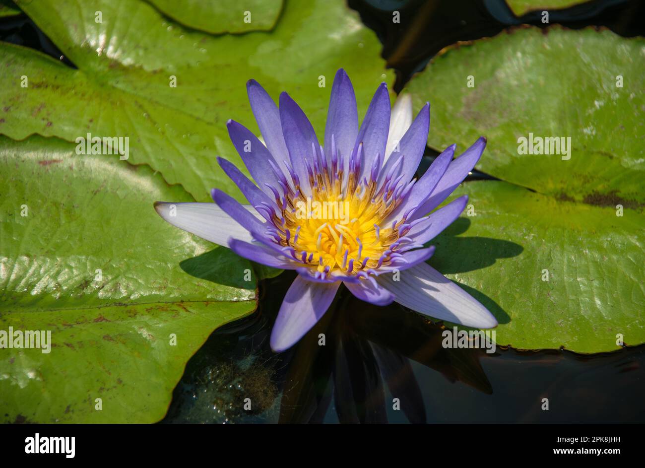 Lotto flower hi-res stock photography and images - Alamy