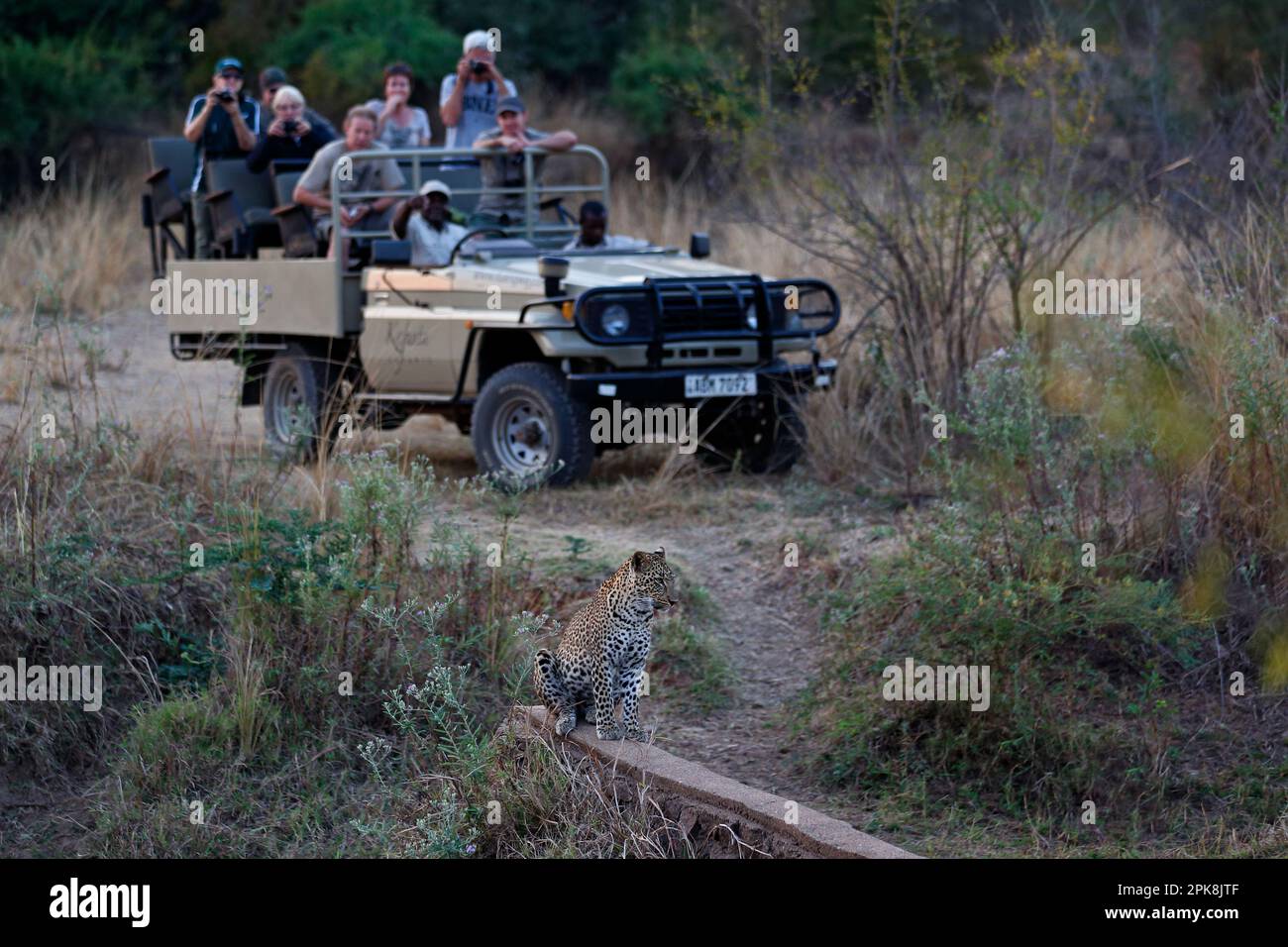 Safari tourists admire a wild leopard in close proximity to the safari ...