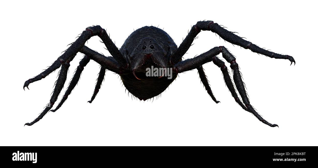 3d illustration of the front view of a large black hairy spider walking ...