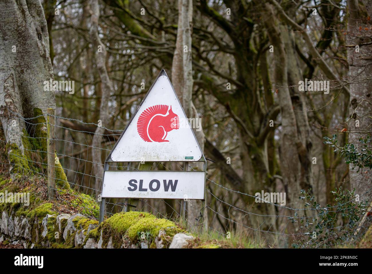 Slow red squirrel sign with tree background Stock Photo - Alamy