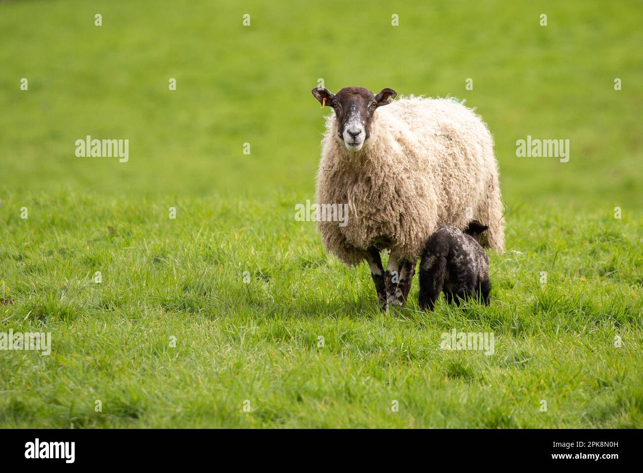 Sheep in County Antrim, Northern Ireland. Ewe with lamb Stock Photo - Alamy