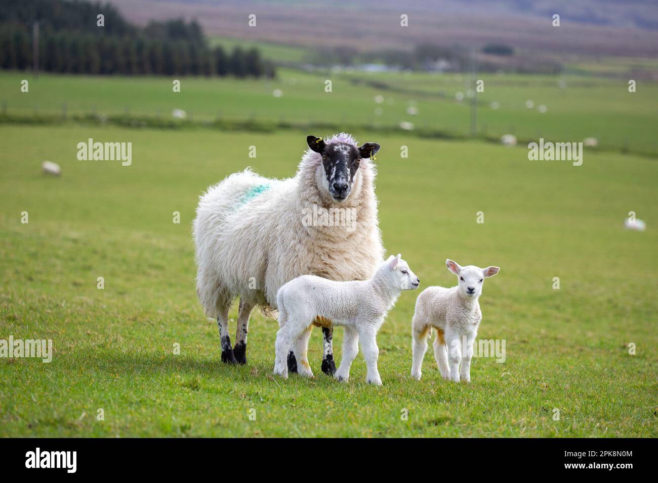 Sheep in County Antrim, Northern Ireland. Ewe with lamb Stock Photo - Alamy
