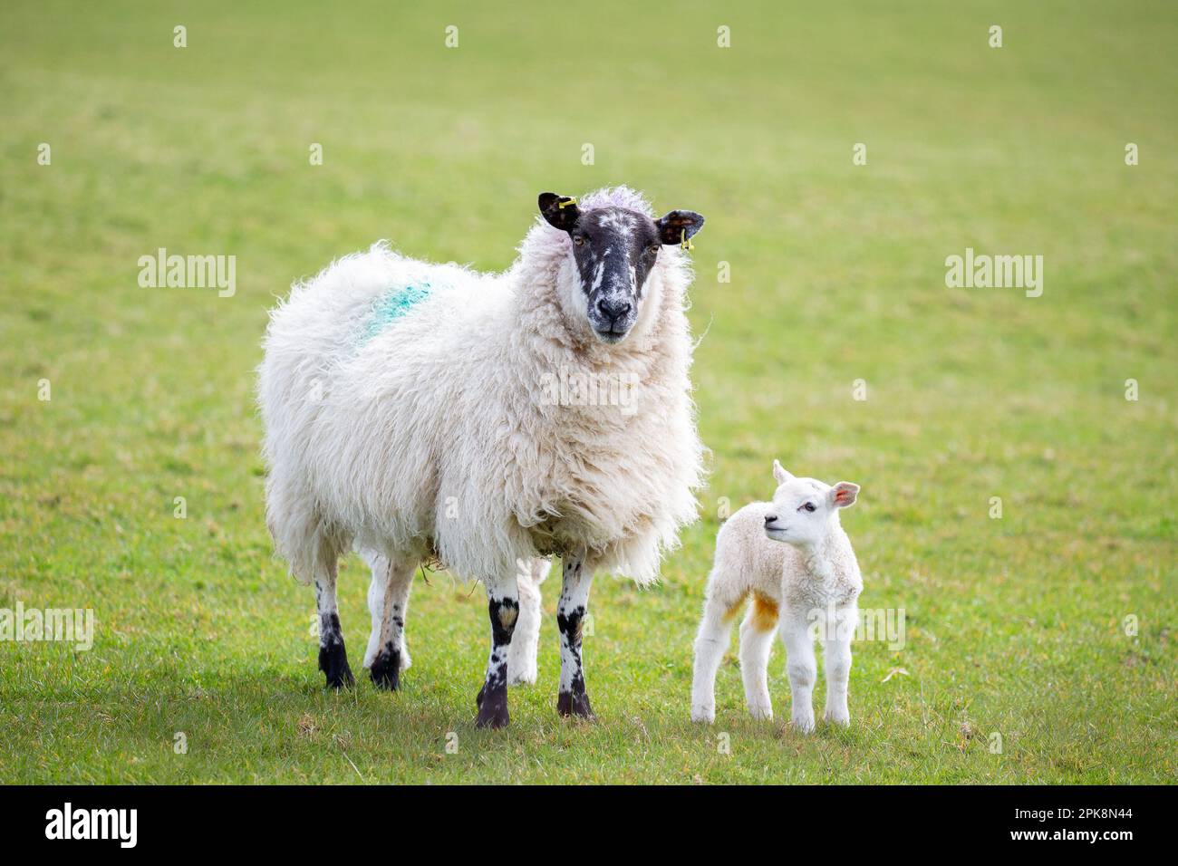 Sheep in County Antrim, Northern Ireland. Ewe with lamb Stock Photo - Alamy