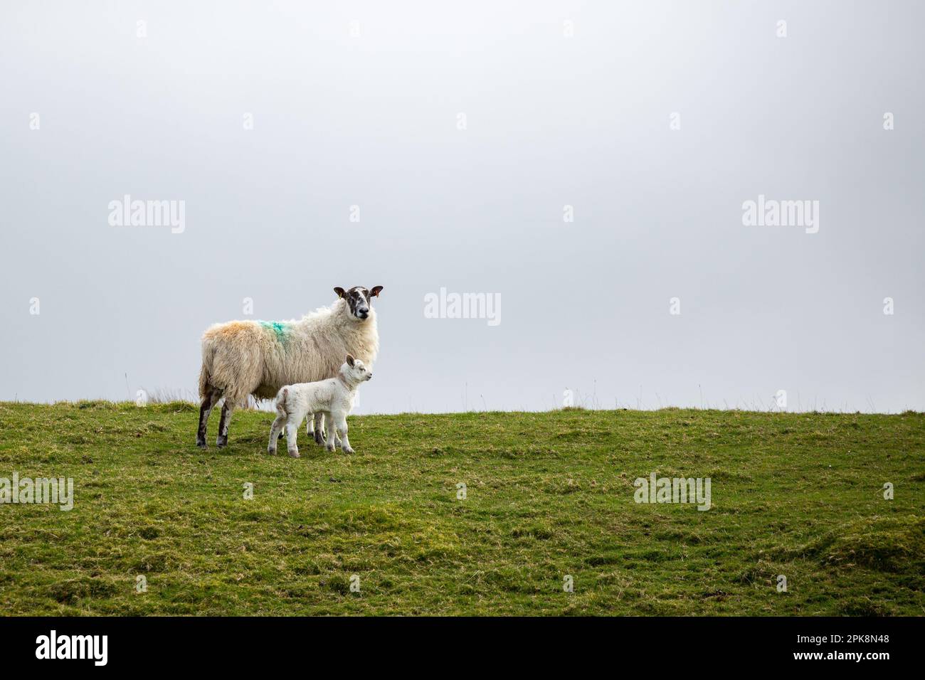 Sheep in County Antrim, Northern Ireland. Ewe with lamb Stock Photo - Alamy