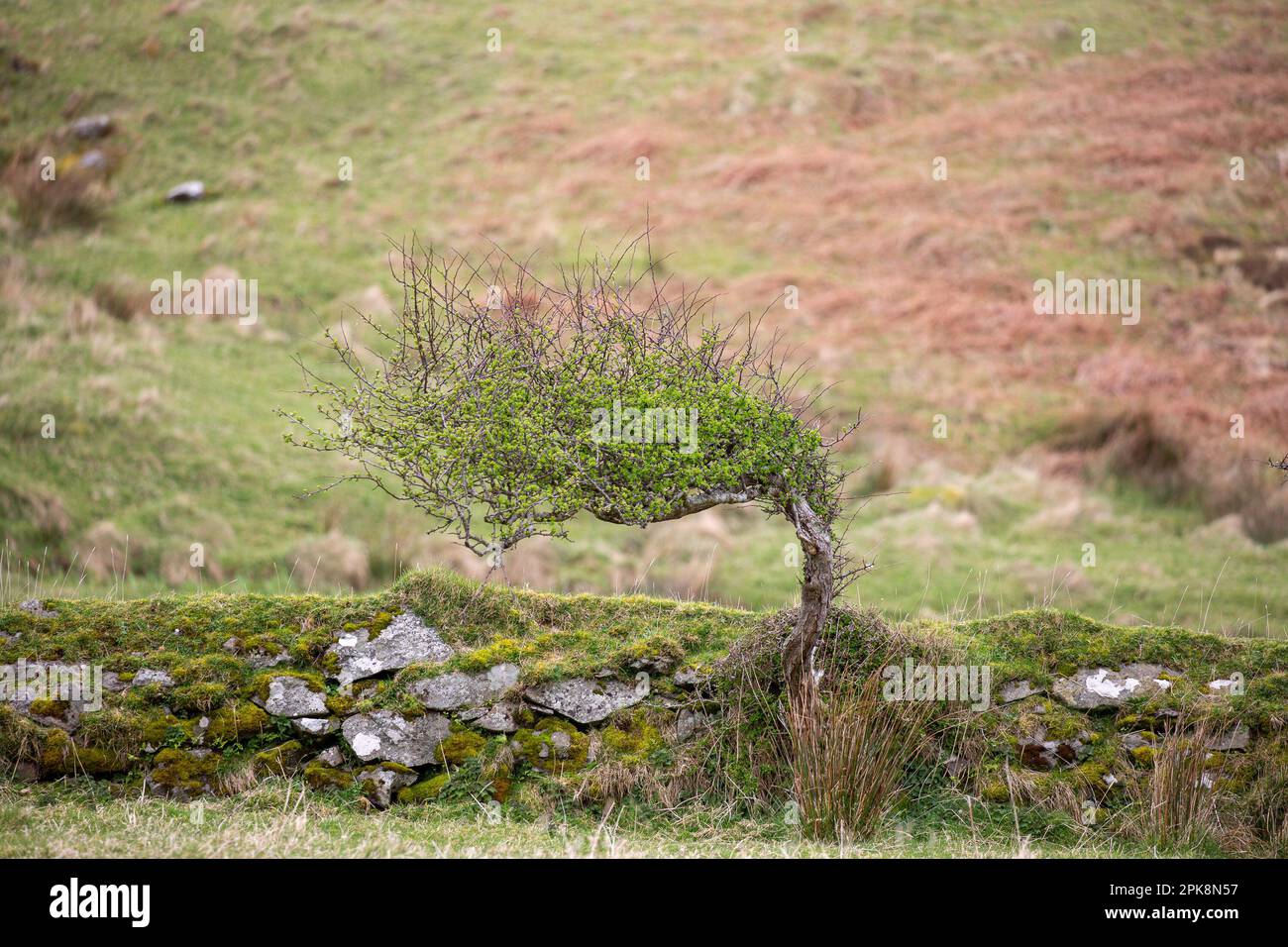 Windswept small tree at Murlough Bay, Antrim, Northern Ireland Stock ...