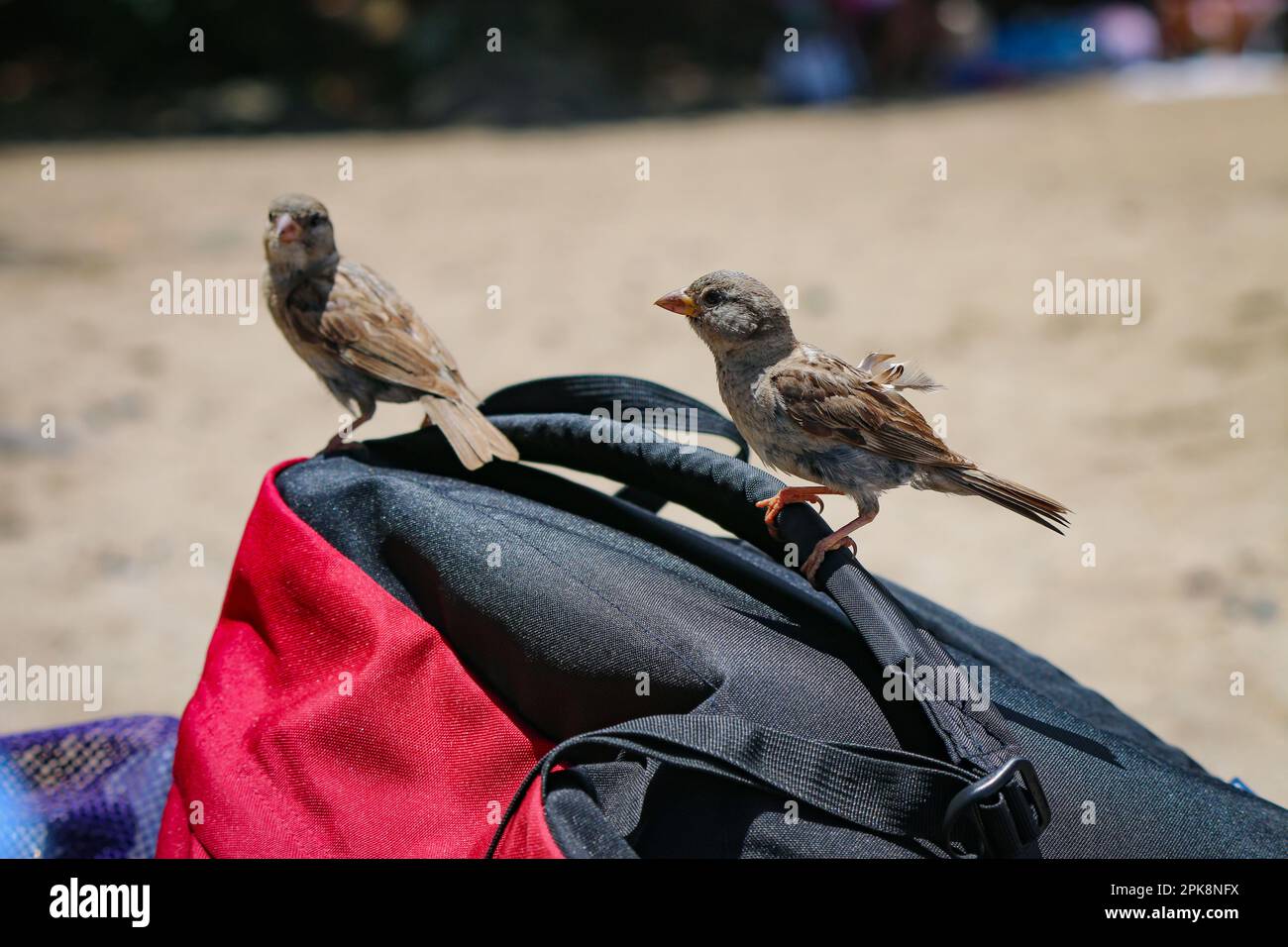 Sitting with backpack hi-res stock photography and images - Alamy