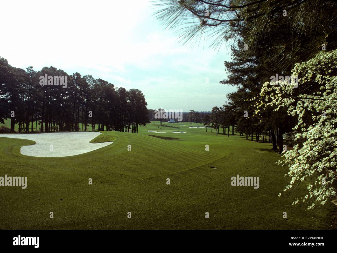 View of the bunkers on the 2nd fairway at the Augusta National Golf ...