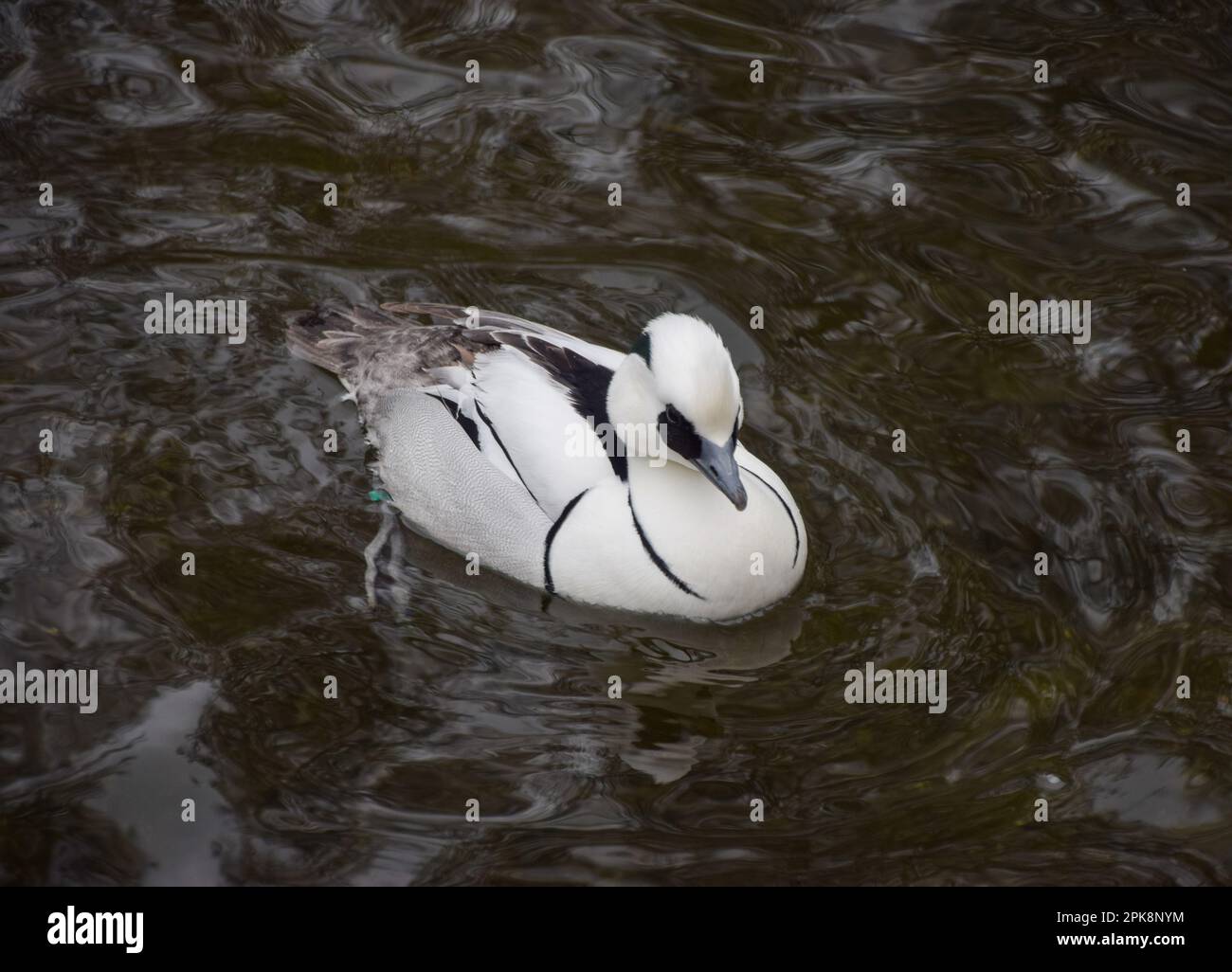 A male smew (Mergellus albellus), a species of duck, swims in a park ...