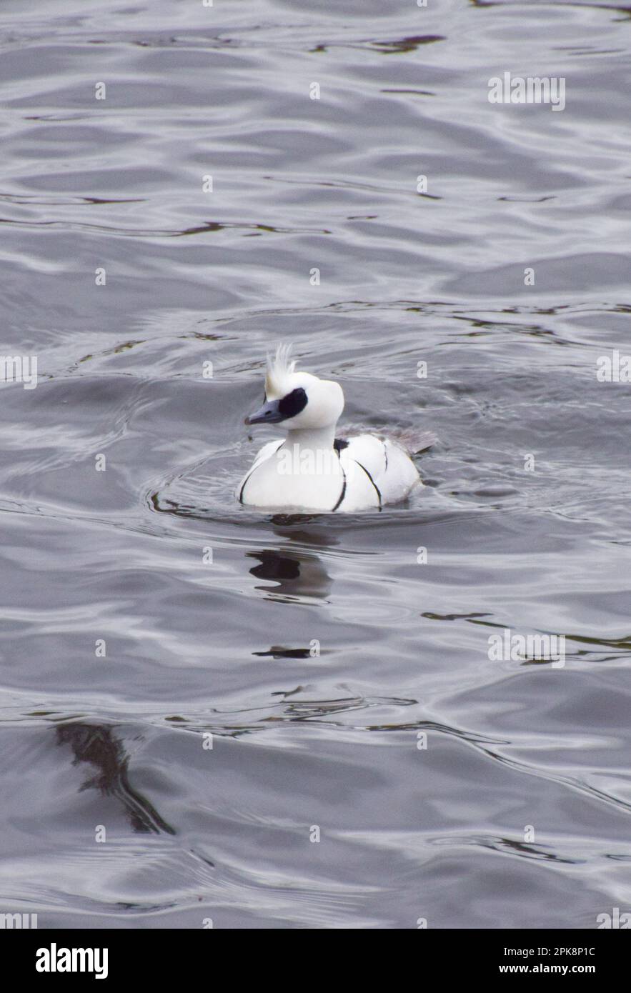 A male smew (Mergellus albellus), a species of duck, swims in a park ...