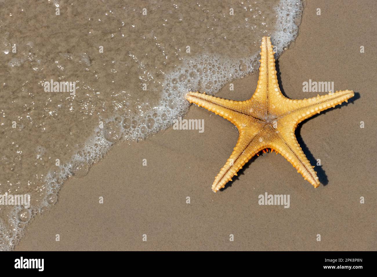 Starfish lying on the sea beach with a waves, top view Stock Photo - Alamy