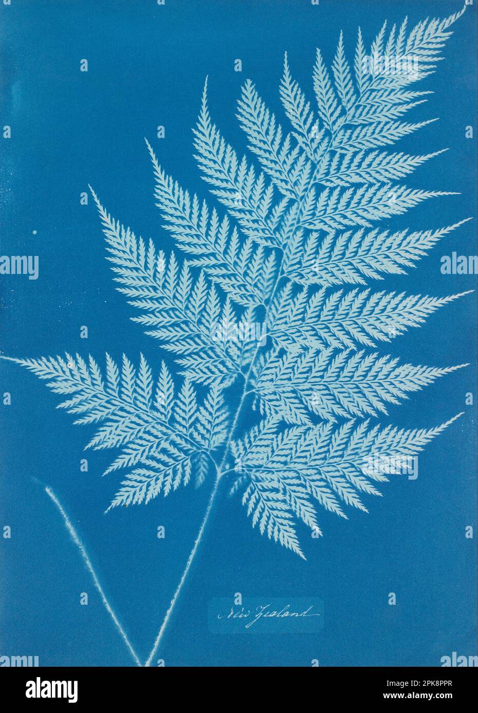 Anna atkins hi-res stock photography and images - Alamy