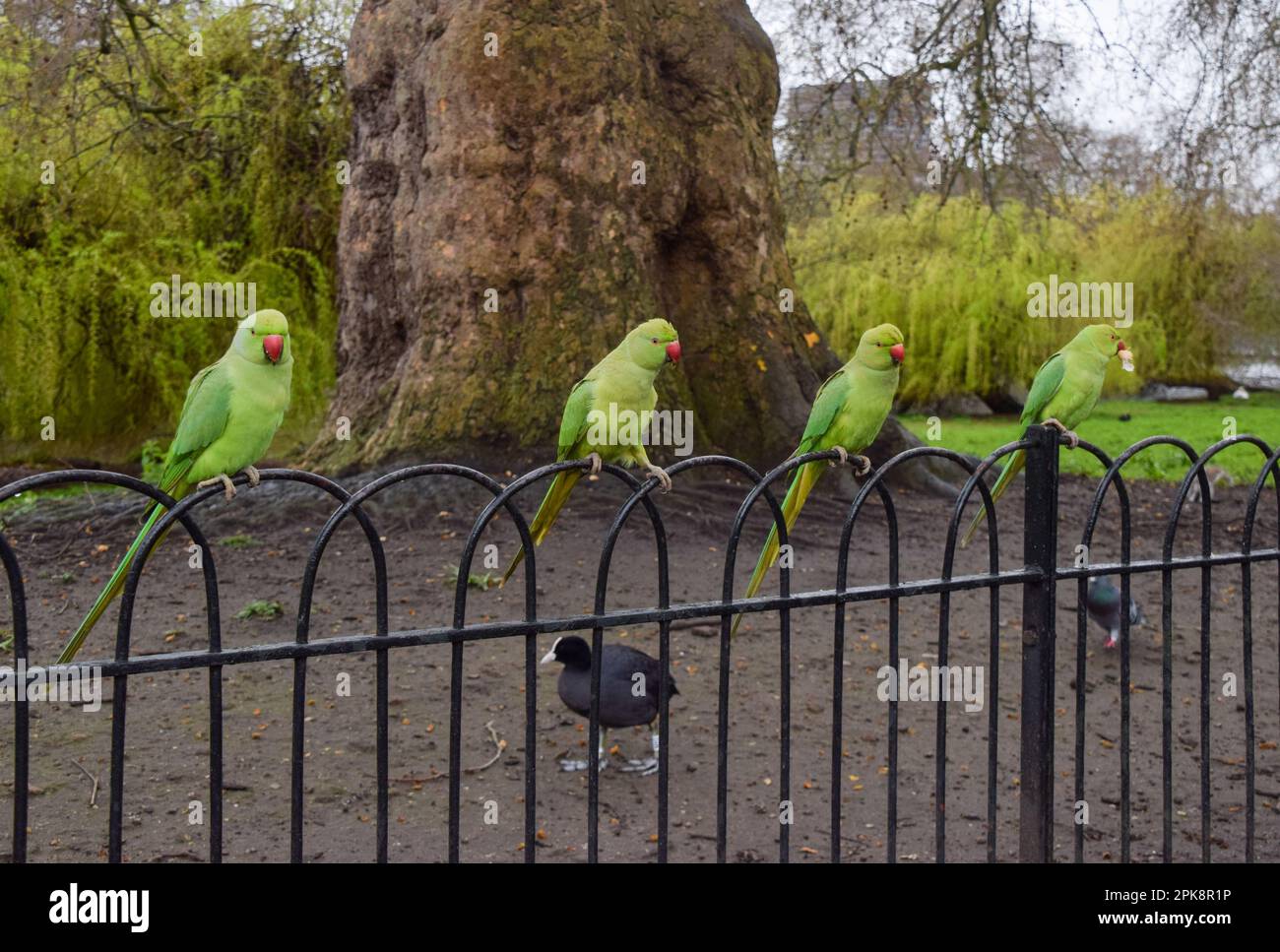 London, UK. 6th April 2023. Ring-necked parakeets, also known as a rose ...