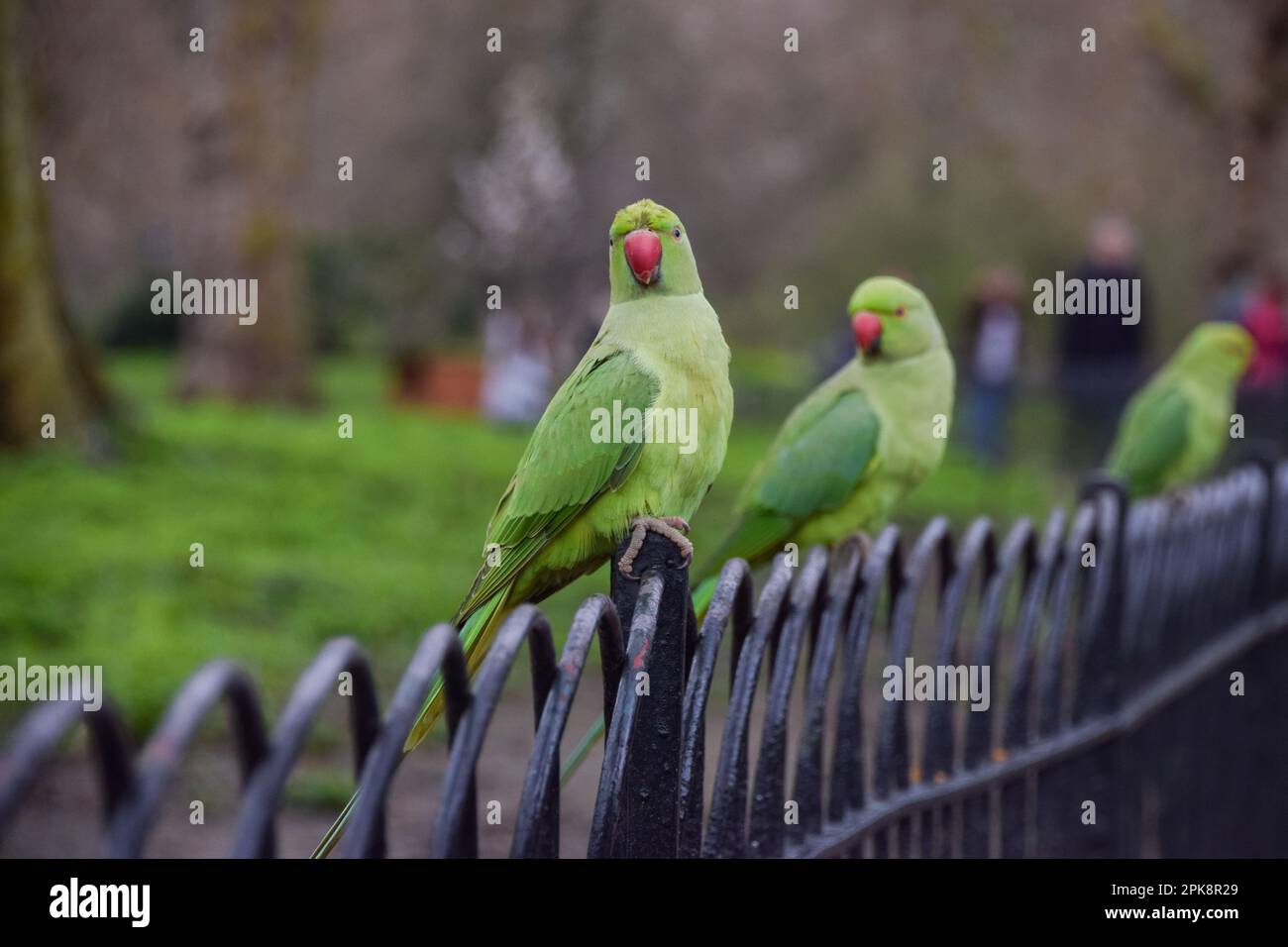 London, UK. 6th April 2023. Ring-necked parakeets, also known as a rose ...