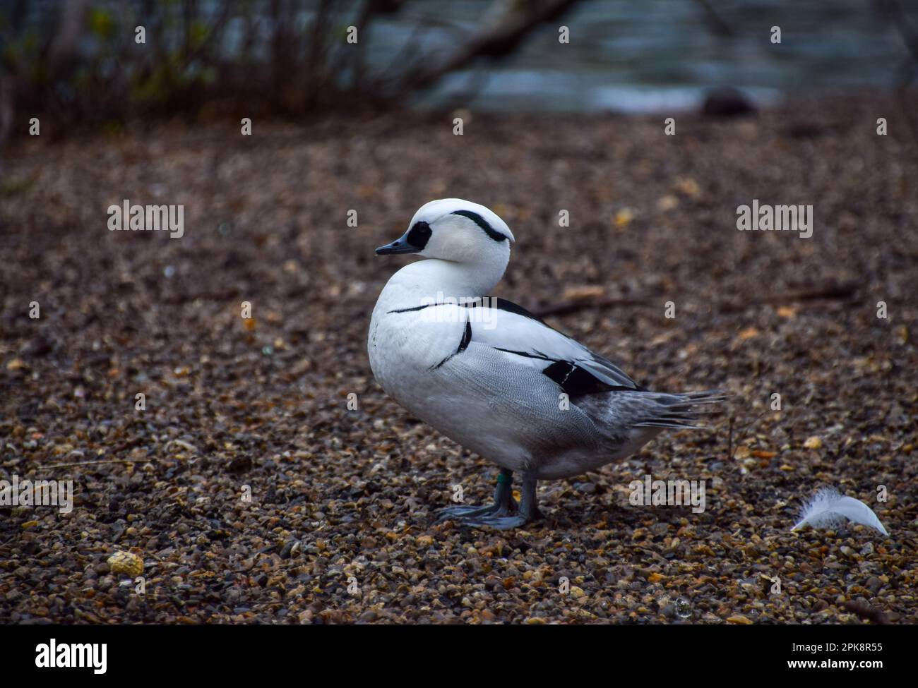 London, England, UK. 6th Apr, 2023. Rare sighting of a male smew ...