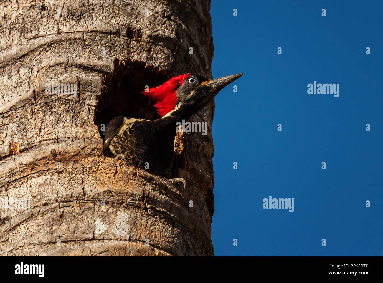 Lineated Woodpecker - Dryocopus lineatus, beautiful colored large ...