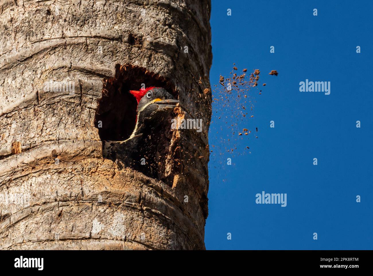 Lineated Woodpecker - Dryocopus lineatus, beautiful colored large ...