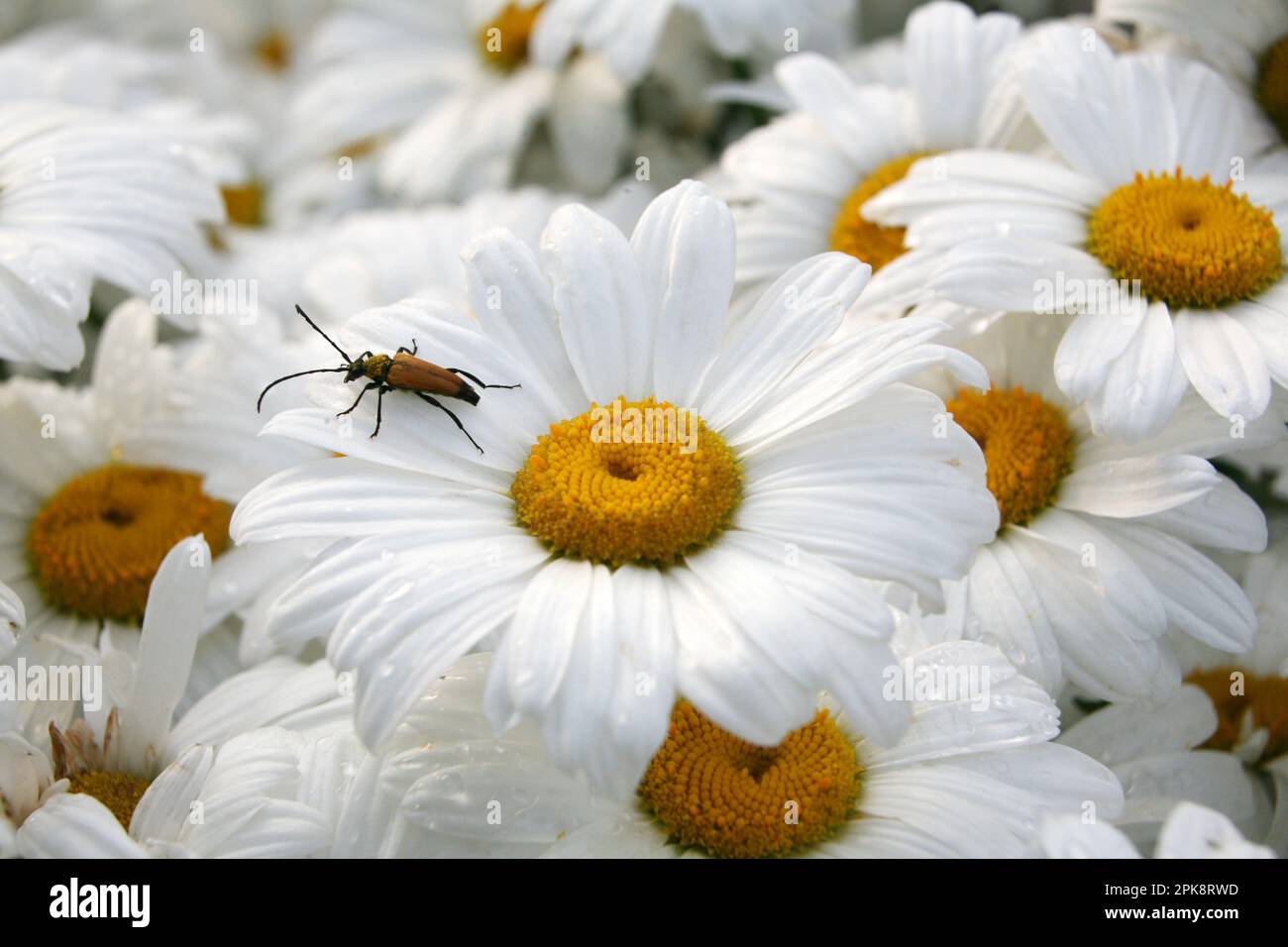 Margerite bluten hi-res stock photography and images - Alamy