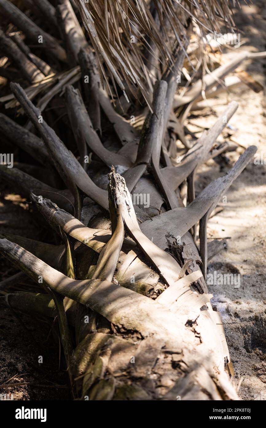 Palm tree fronds growth hi-res stock photography and images - Alamy