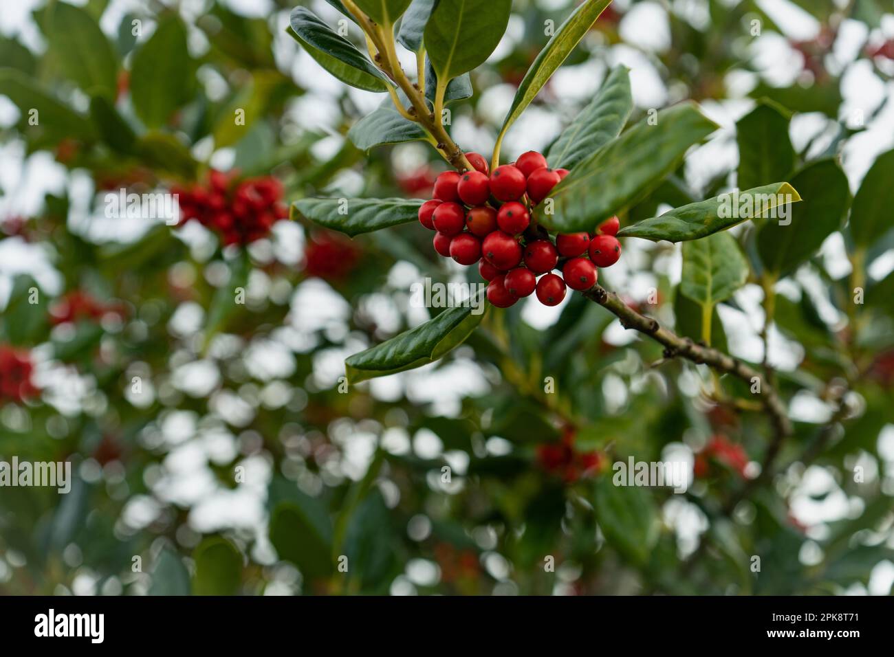 A close-up image of a single tree branch adorned with bright red holly ...