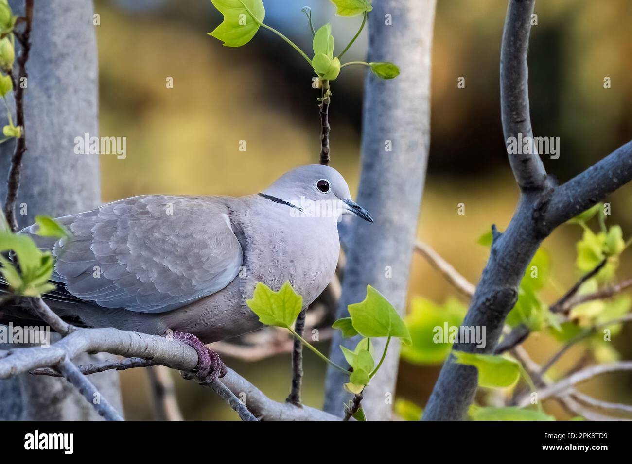 Single Eurasian collared dove or Streptopelia decaocto sitting on the ...