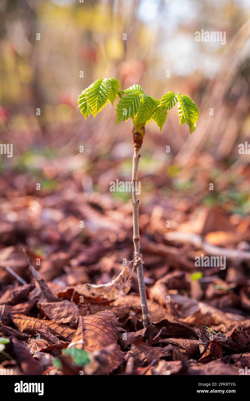 closeup of a very young horse chestnut tree Stock Photo - Alamy