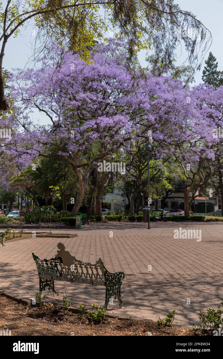 A park bench with a Jacaranda tree in the background in Mexico City ...
