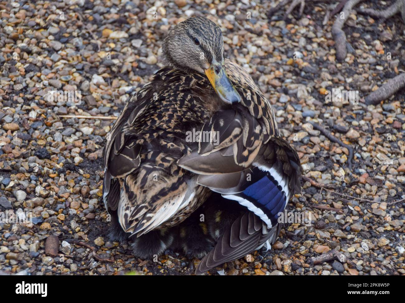 Duckling swimming under water hi-res stock photography and images - Alamy