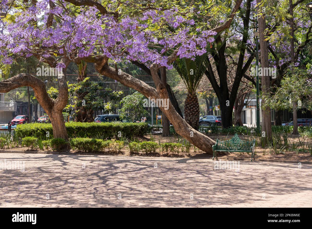 Jacaranda tree in mexico city hi-res stock photography and images - Alamy