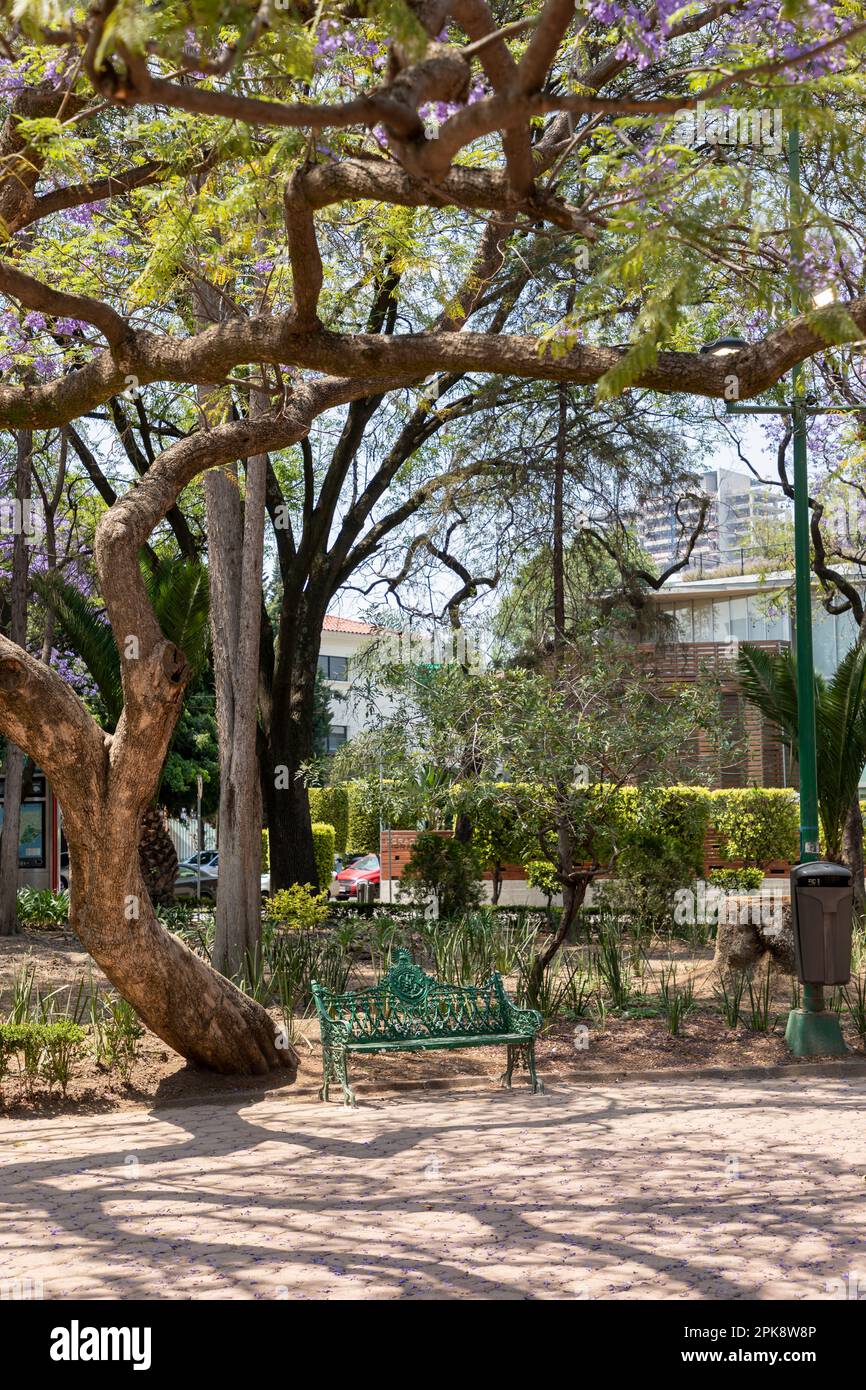 Bench to rest in a park, under a Jacaranda tree in Mexico City Stock ...