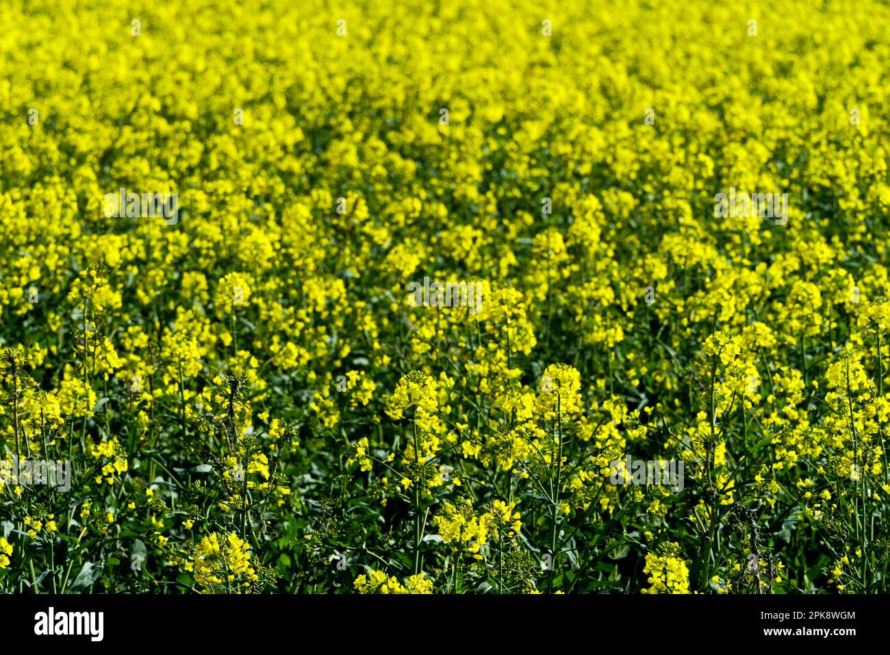 Rapessed field, Chassieu, Rhone, AURA Region, France Stock Photo - Alamy