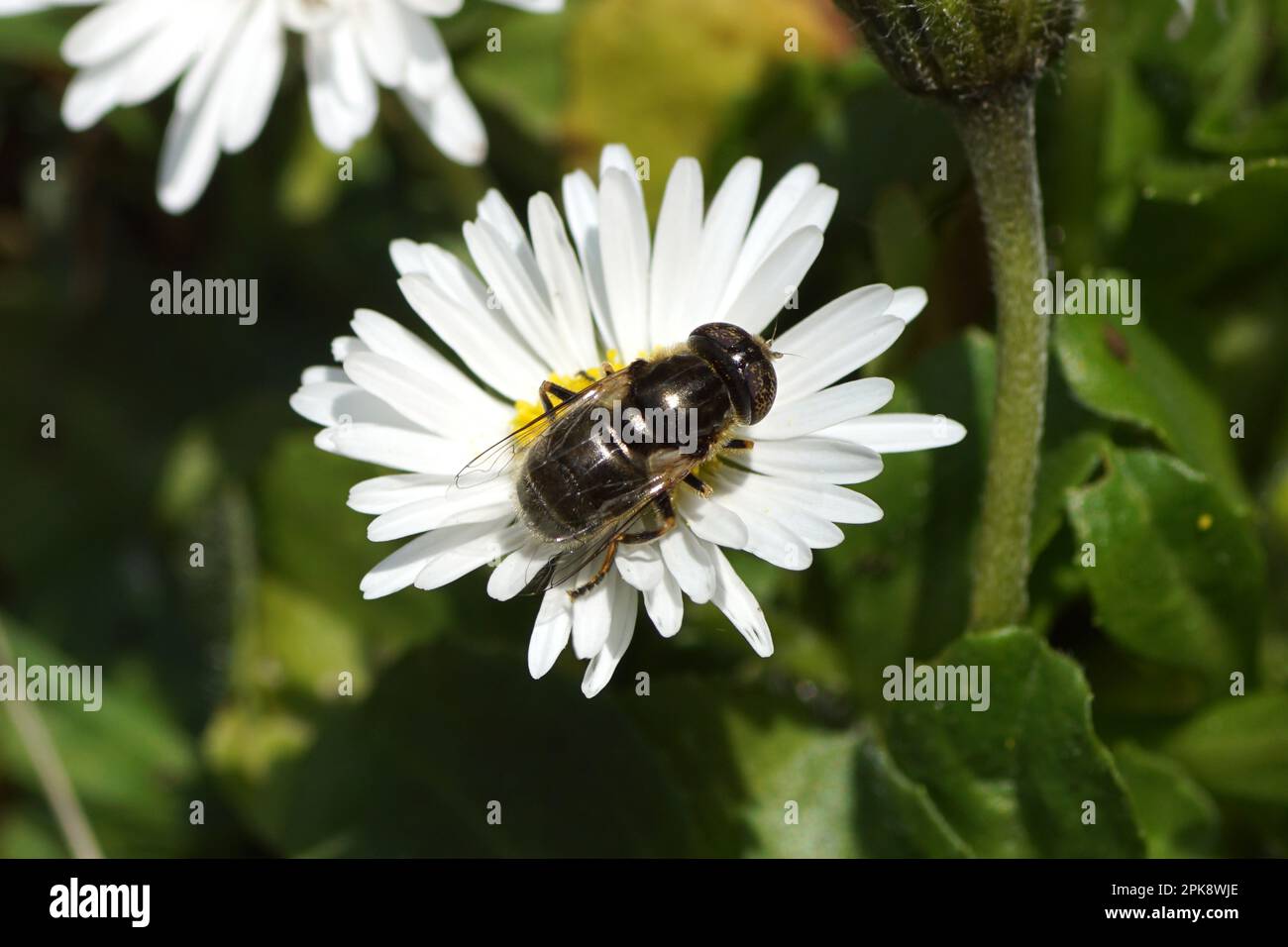 Female hoverfly Eristalinus sepulchralis, family syrphidae on a flower ...