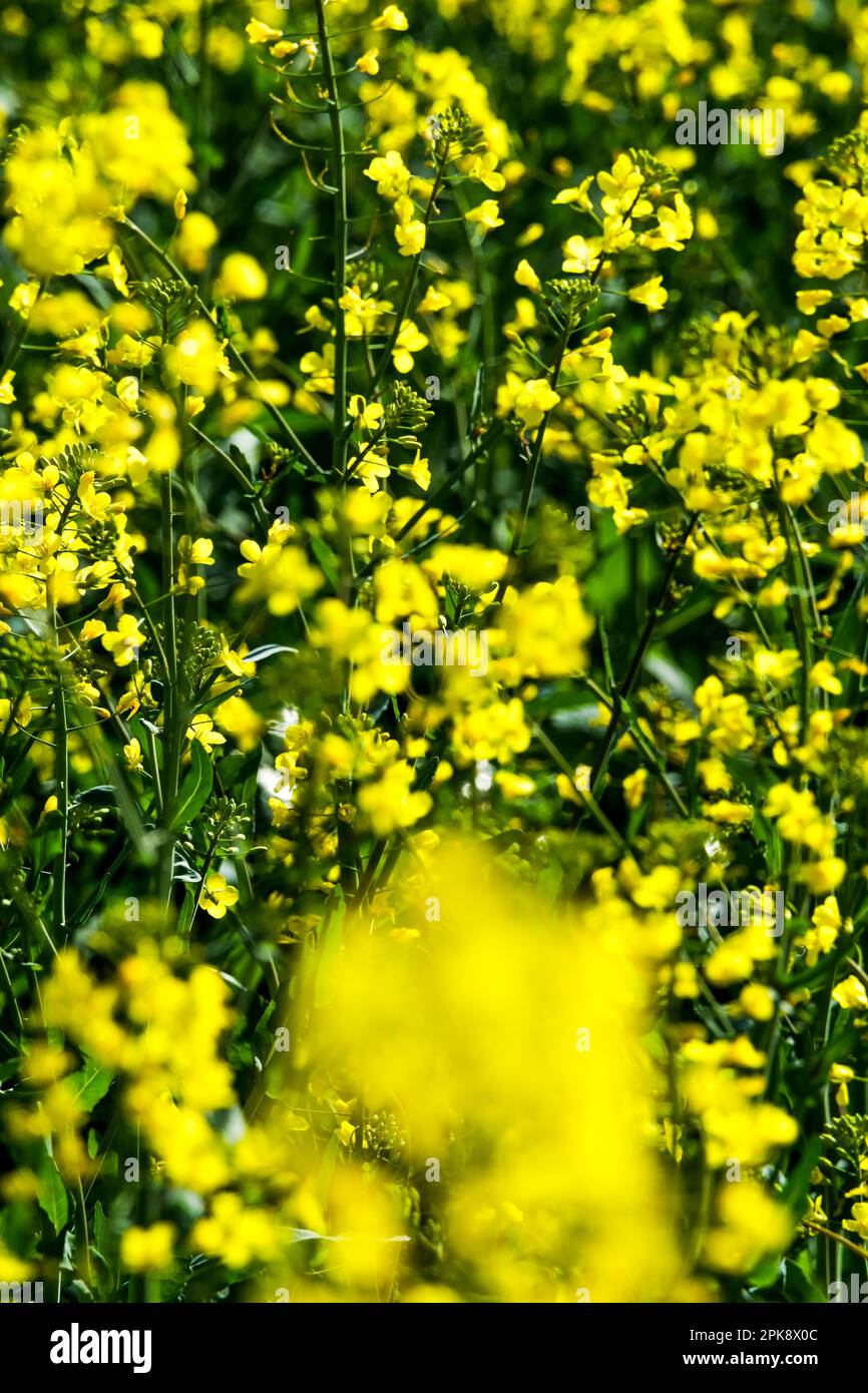 Flowering rapessed field, Chassieu, Rhone, AURA Region, France Stock ...