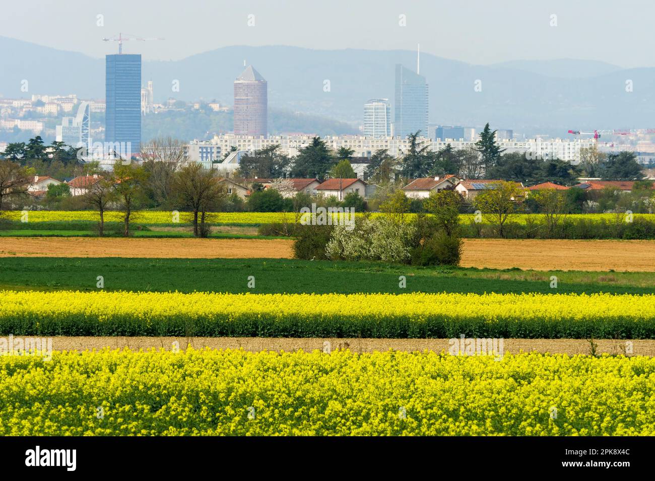Rapessed field, Chassieu, Rhone, AURA Region, France Stock Photo - Alamy