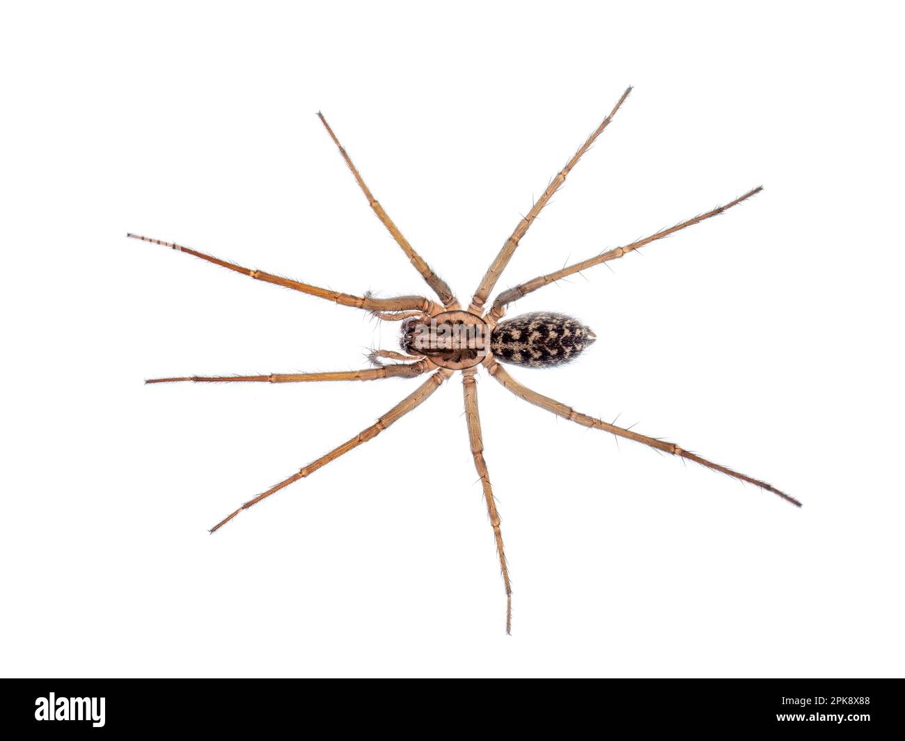 European giant house spider Eratigena (formerly Tegenaria) atrica ...
