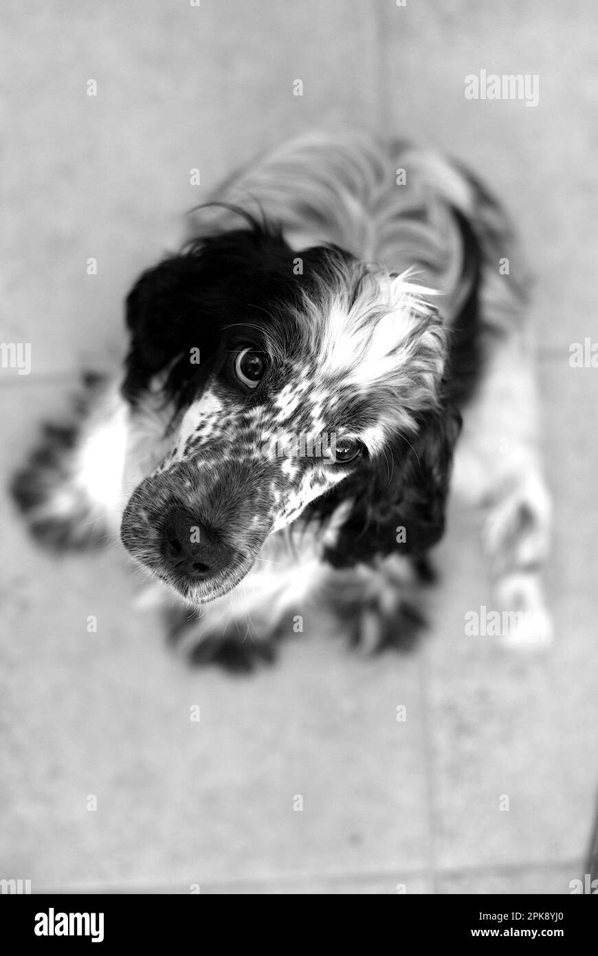 Blue roan adult cocker spaniel looking up at camera Stock Photo - Alamy