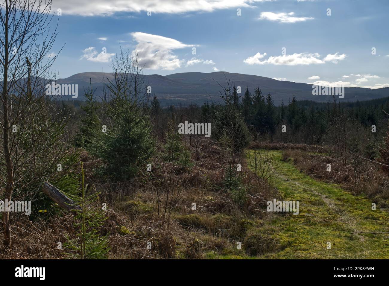 grassy path through the forest at Glen Trool,Galloway Forest Park ...